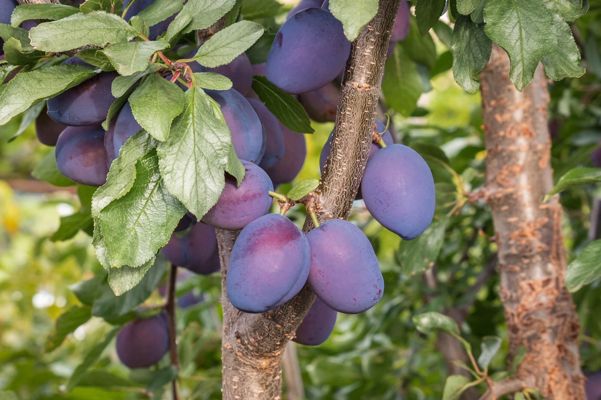 IQF Damsons Information and Supply | Uren Food Ingredients