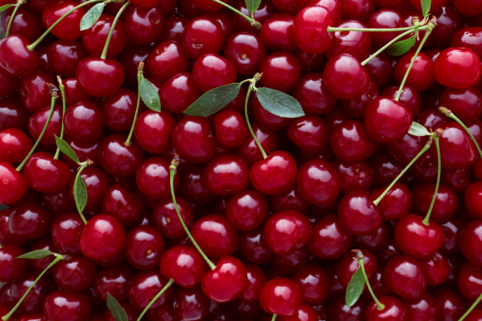 IQF Sour Cherry Information and Supply | Uren Food Ingredients