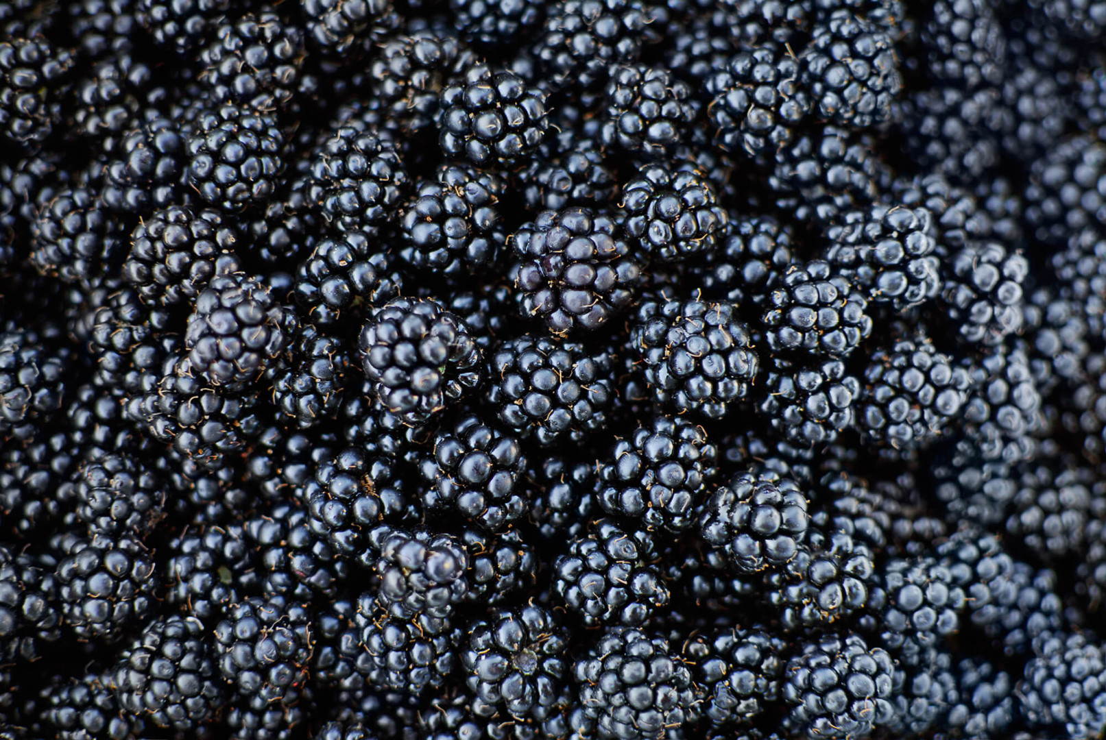 IQF Cultivated Blackberry Crop Report | Uren Food Ingredients