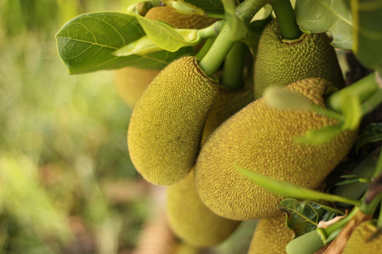 IQF Jackfruit: An Ingredient to Watch