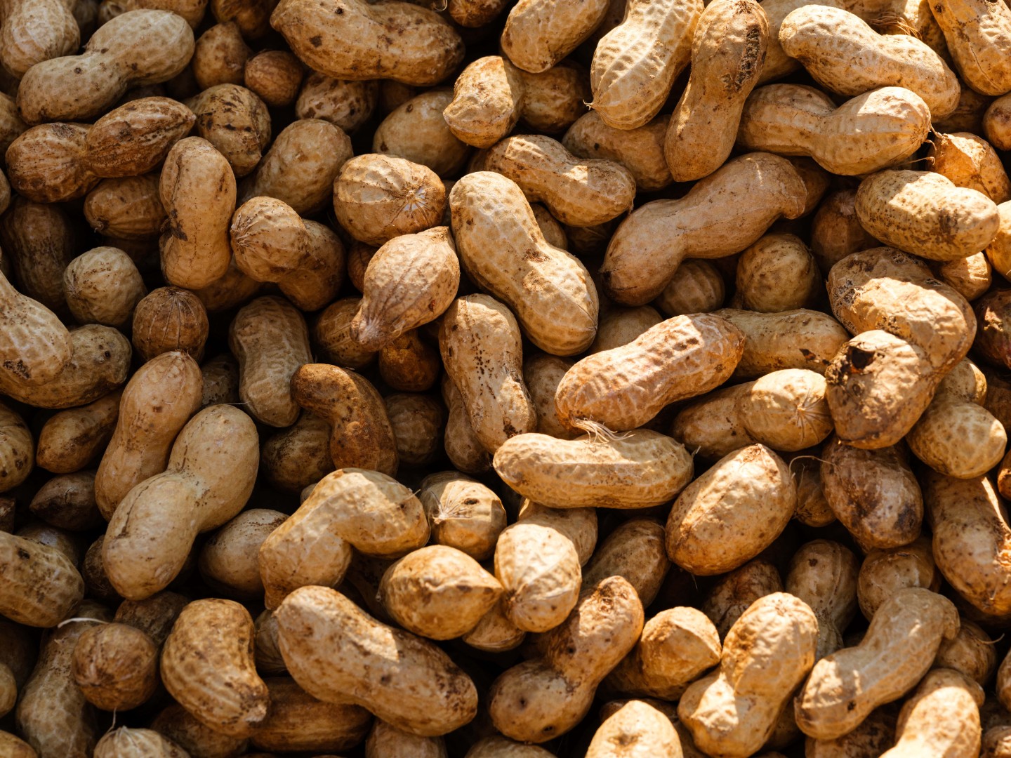 Impact of Rainfall Variation on Peanut Crop Size